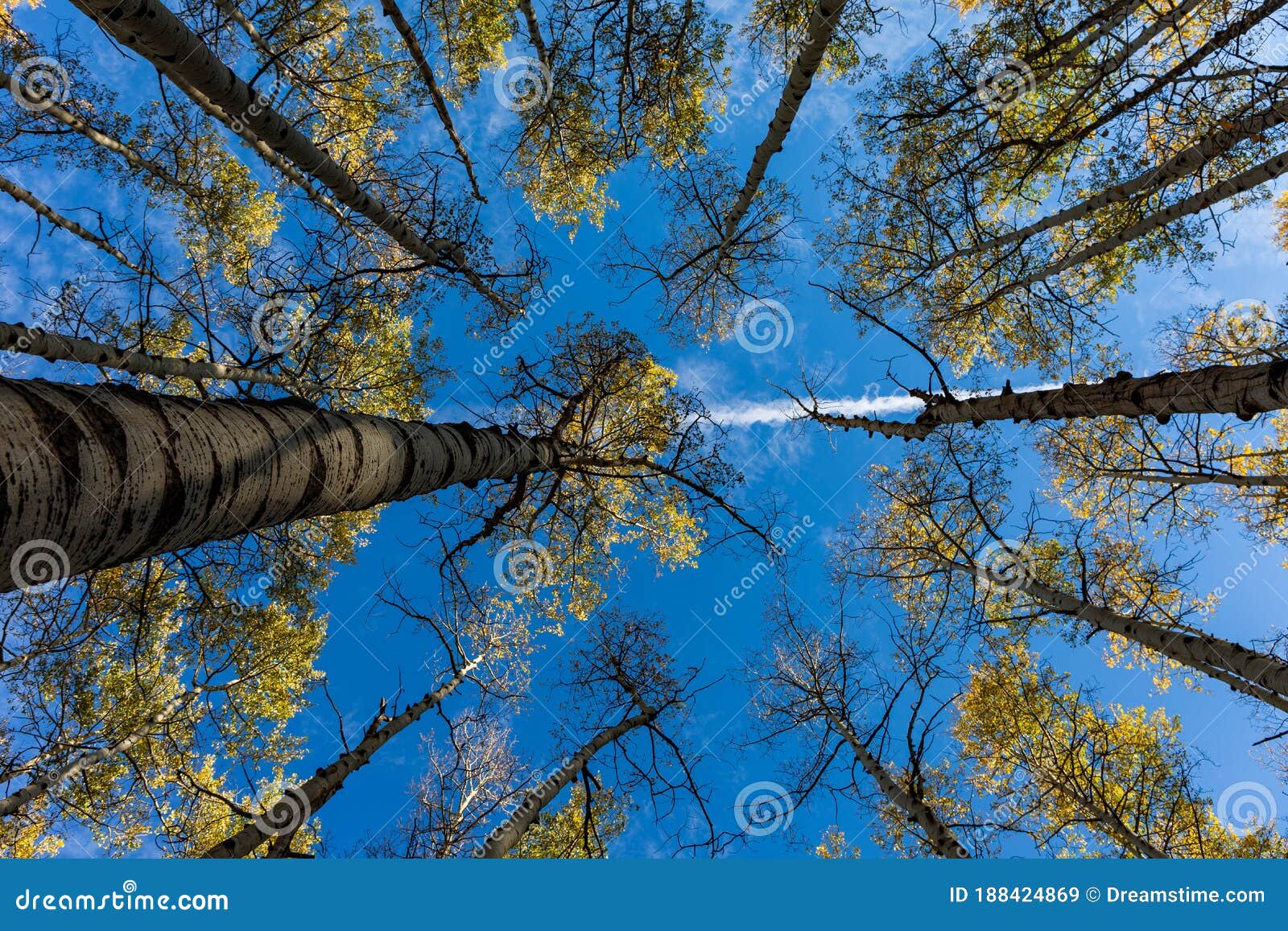 An Upside View Of A Casuarina Equisetifolia Tree Stock Photography ...