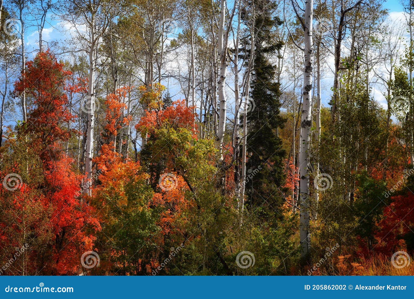 Aspen Trees during Fall in Utah Stock Photo - Image of spruce, grove ...