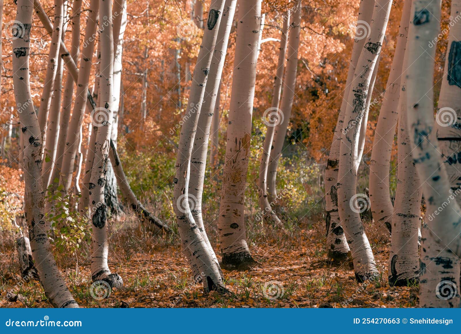 Aspen Trees in the Forest with Unique Shape Stock Image - Image of ...