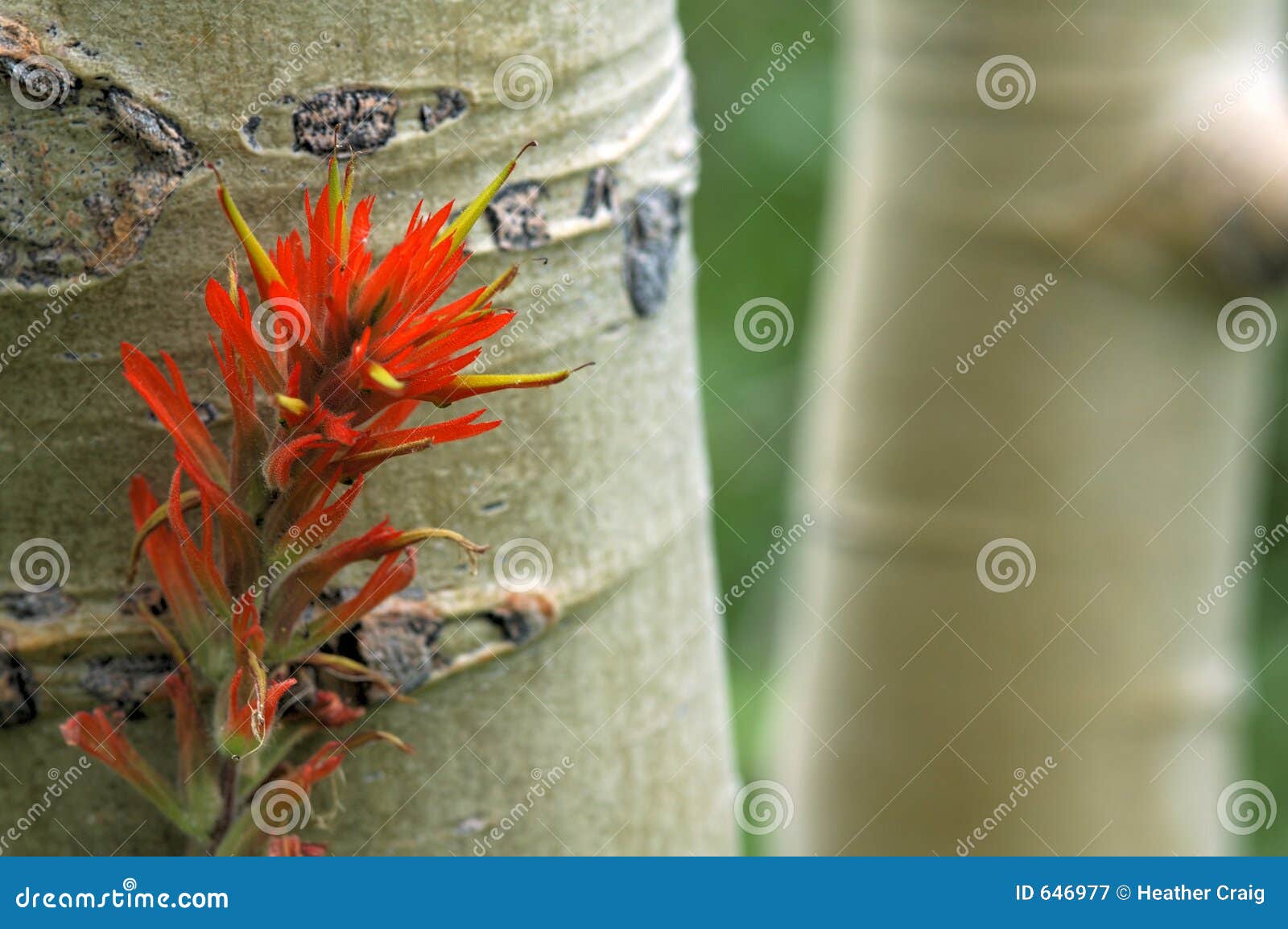 Aspen Trees and Indian Paintbrush Stock Image - Image of tree, yellow ...