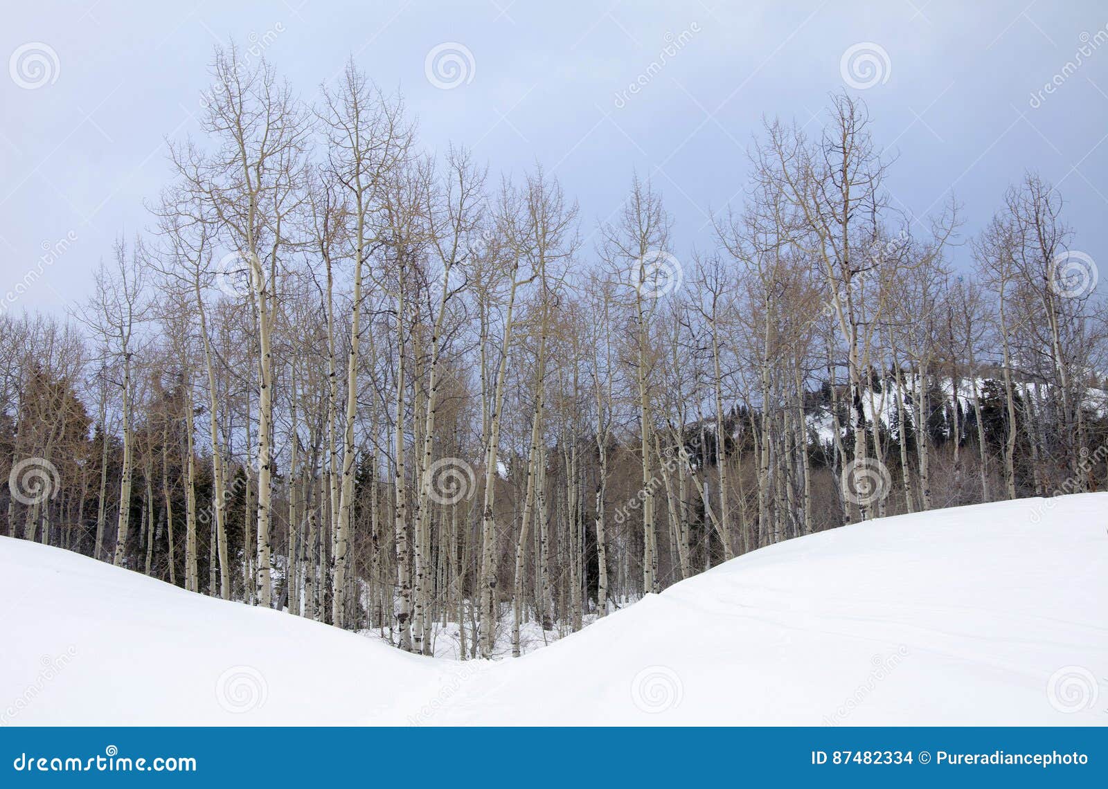 Aspen Trees in the Northern Utah Mountains in the Winter Stock Photo ...