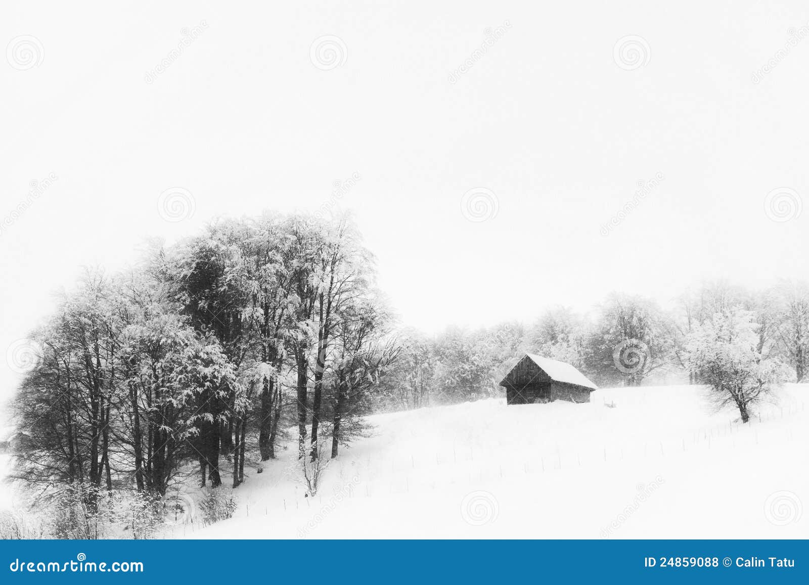Trace In Aspen Trees After Large Poplar Borer Larva, Saperda Carcharias ...