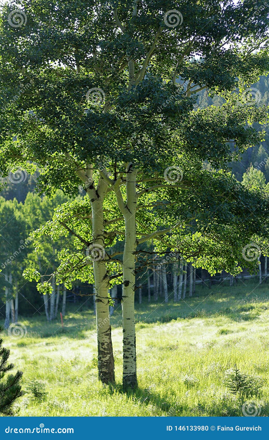 Aspen Trees in Open Green Grassy Field Stock Photo - Image of meadow ...