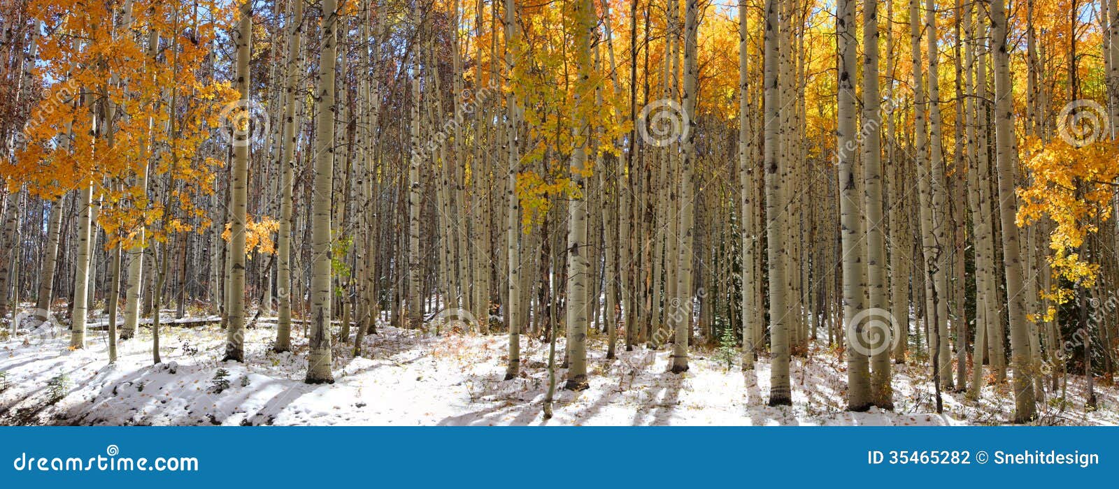 Aspen trees stock photo. Image of park, close, group - 35465282