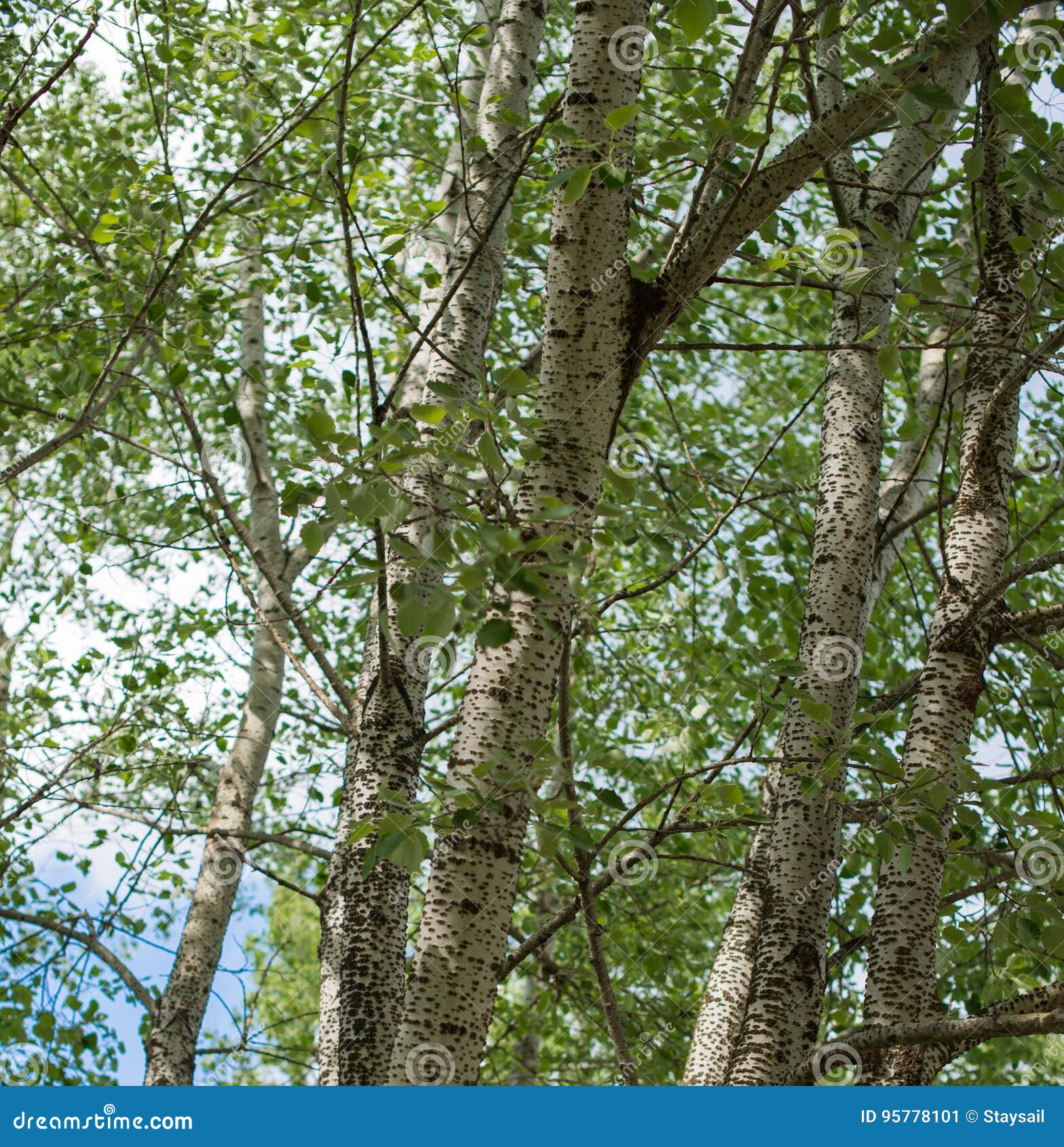 The aspen trees. stock image. Image of russia, green - 95778101