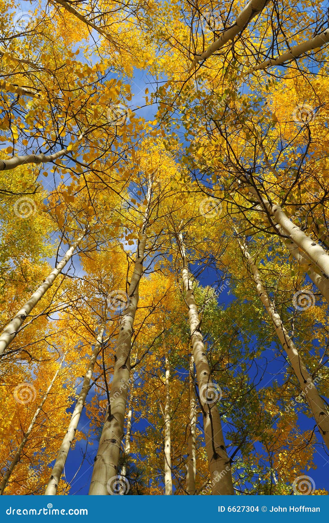 Aspen Trees Reaching for the Sky Stock Photo - Image of pike, november ...