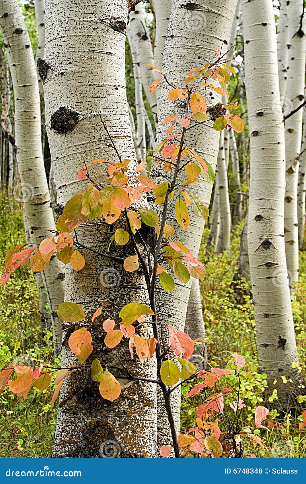 Aspen trees with red shrub stock photo. Image of togetherness - 6748348