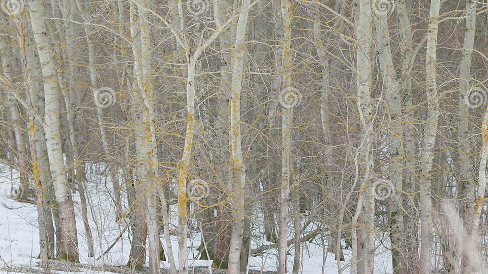 Aspen Trees in the Spring Forest. Bare Tree Branches. Early Spring ...