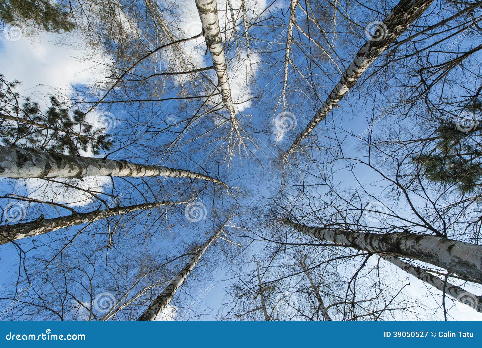 Aspen trees in spring stock image. Image of outdoors - 39050527