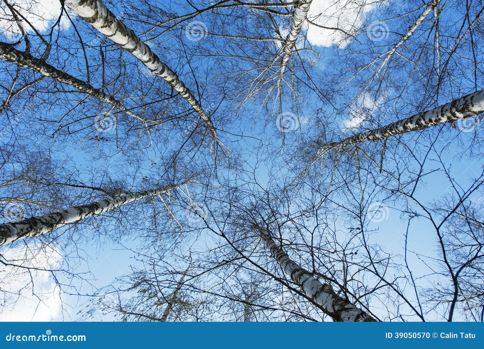 Aspen trees in spring stock photo. Image of floral, pollen - 39050570