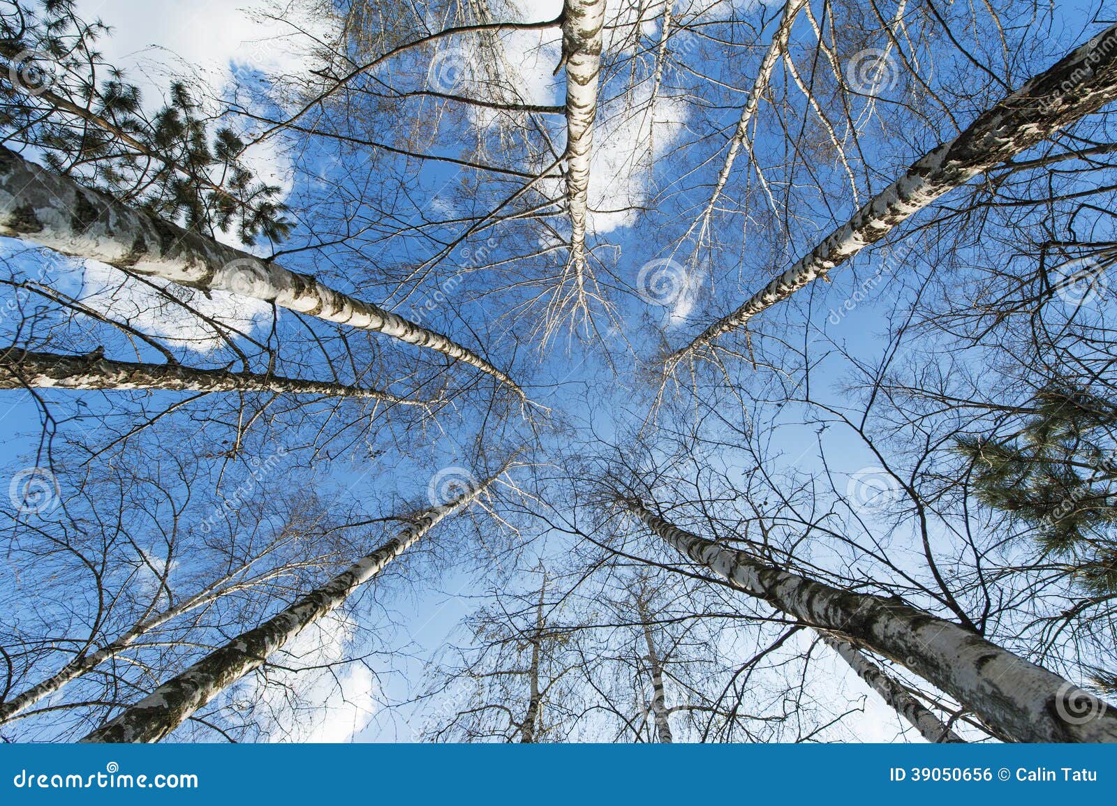 Aspen trees in spring stock photo. Image of japanese - 39050656