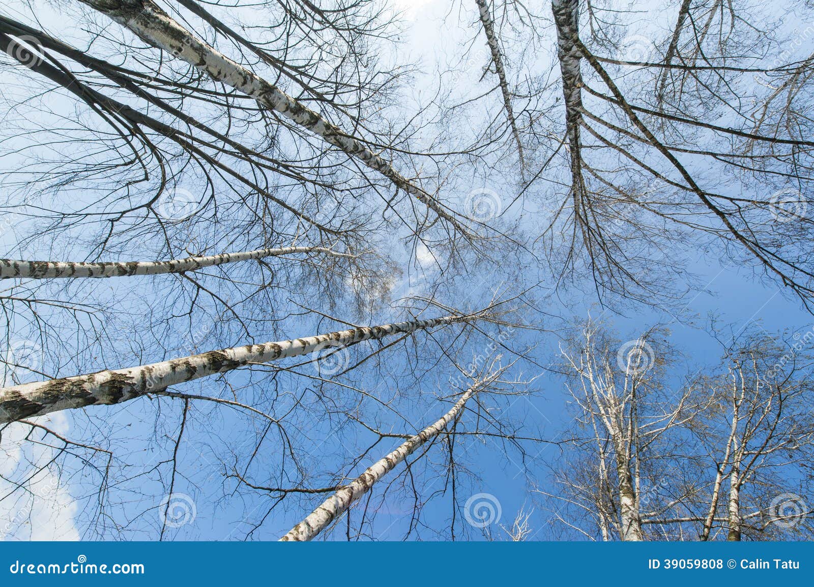 Aspen trees in spring stock photo. Image of japanese - 39059808