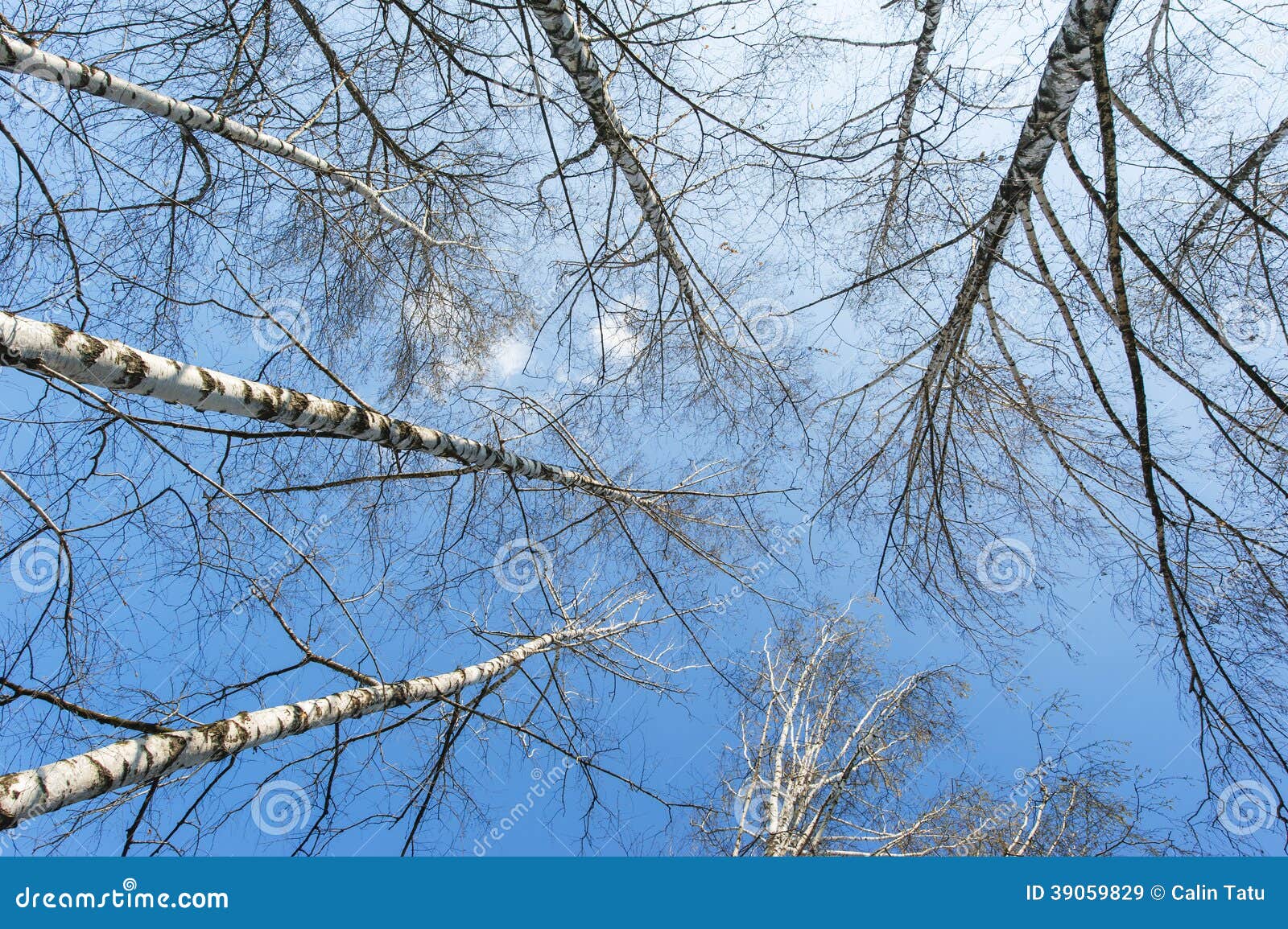 Aspen trees in spring stock image. Image of outdoors - 39059829