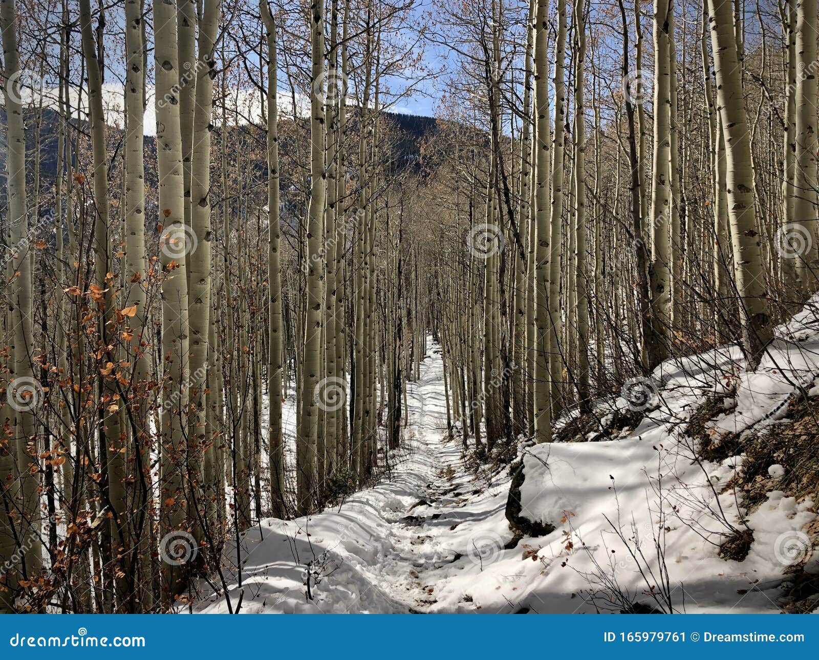 Aspen trees Vail Colorado stock image. Image of snowshoeing - 165979761