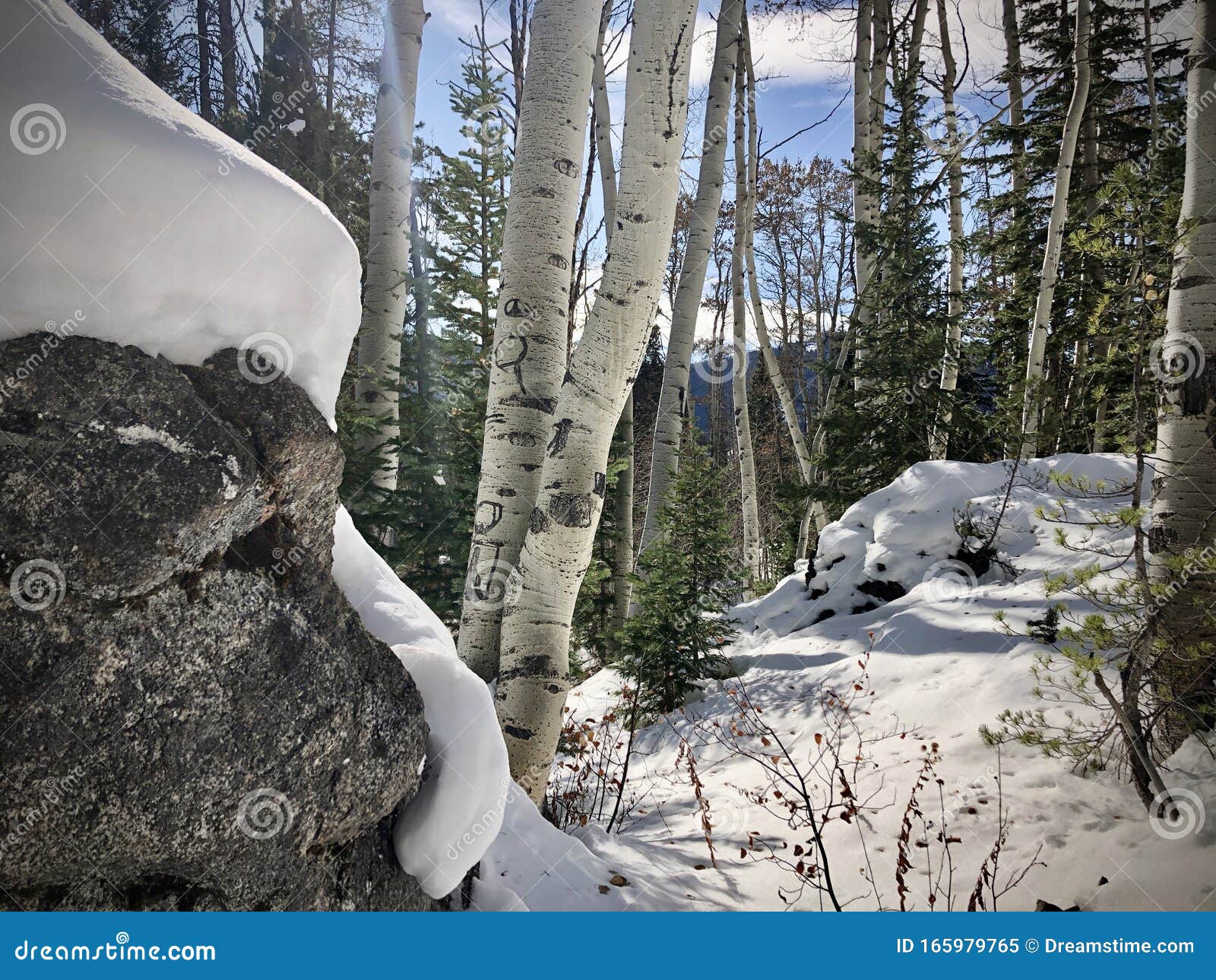 Aspen trees Vail Colorado stock image. Image of trees - 165979765