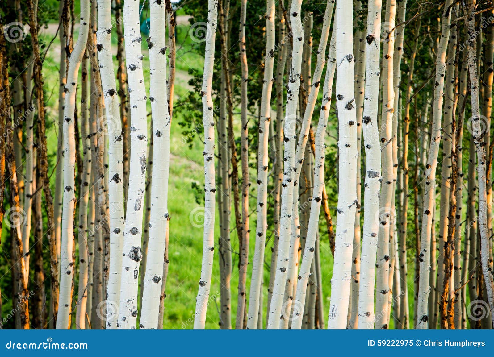 Aspen trees stock image. Image of green, scenic, trunk - 59222975