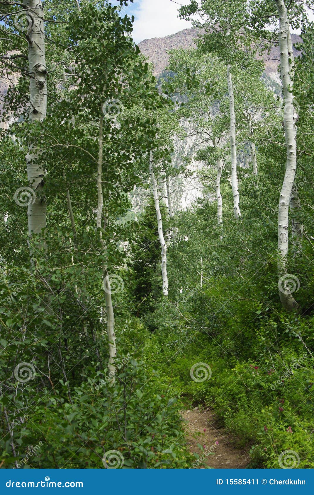 Aspen Trees in the Wasatch Mountains Stock Image - Image of hike ...