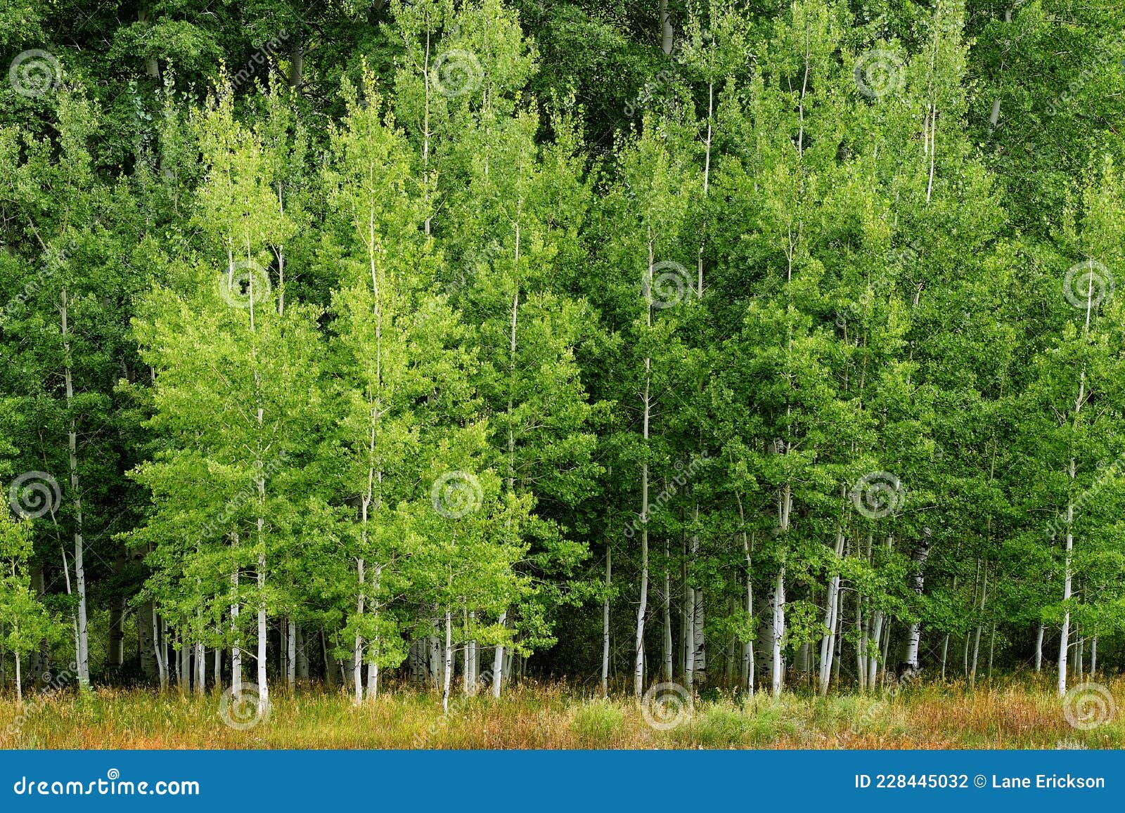 Aspen Trees White Trunk Lush Green in Summer Forest Wilderness Stock ...