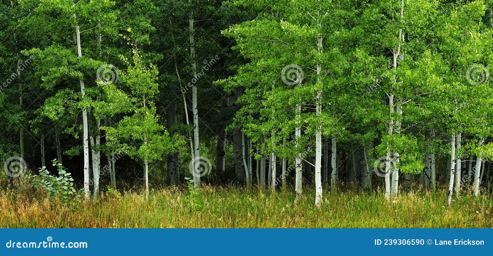 Aspen Trees White Trunk Lush Green in Summer Forest Wilderness Stock ...