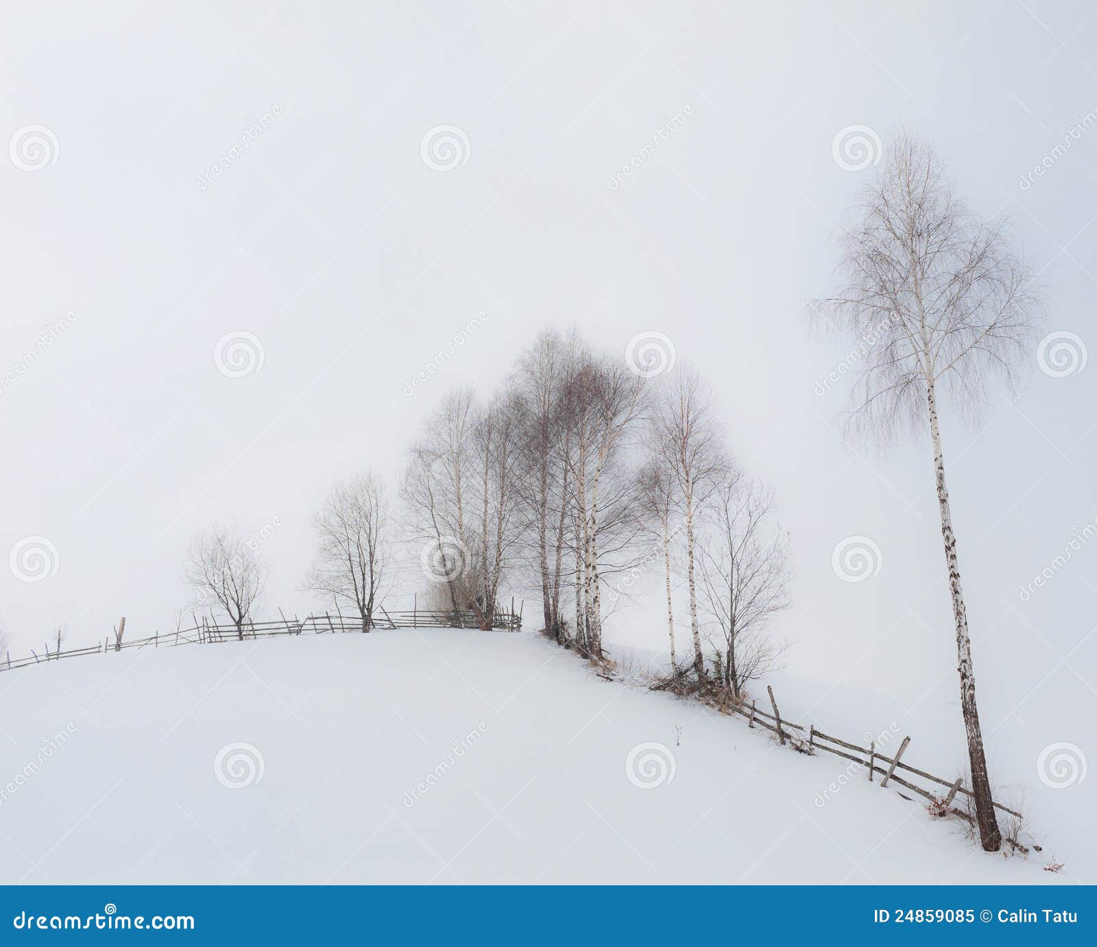 Trace In Aspen Trees After Large Poplar Borer Larva, Saperda Carcharias ...