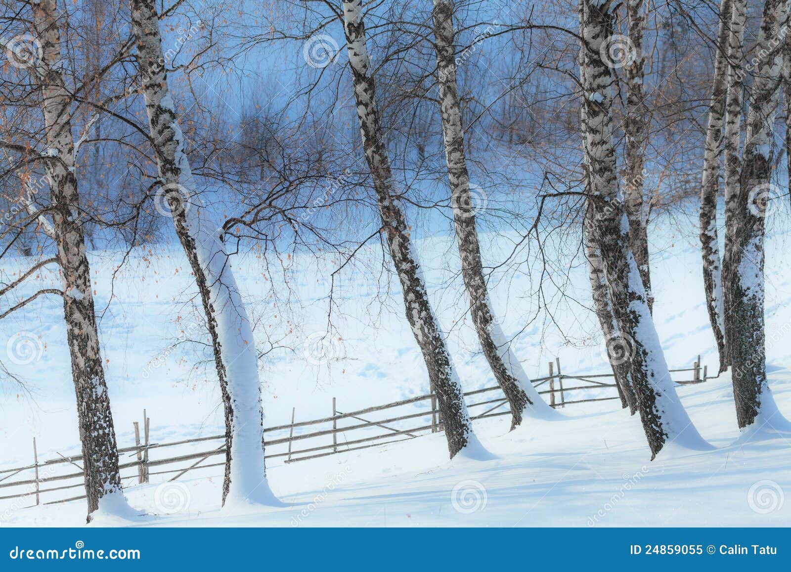 Trace In Aspen Trees After Large Poplar Borer Larva, Saperda Carcharias ...