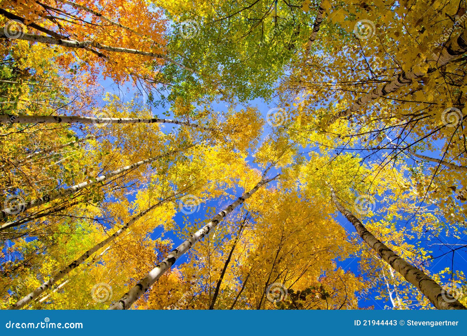 Aspen treetops, autumn stock image. Image of minnesota - 21944443