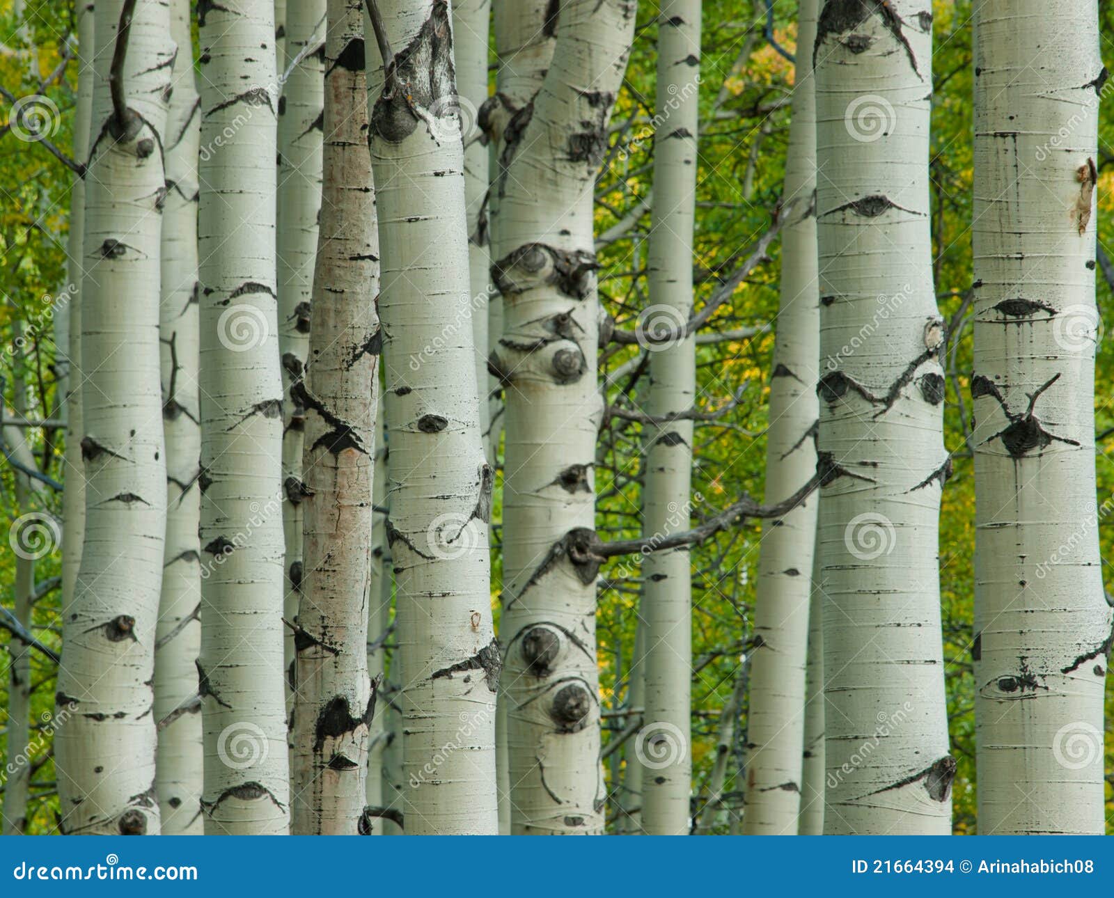 Aspen Trunks in Fall stock photo. Image of mountain, gold - 21664394