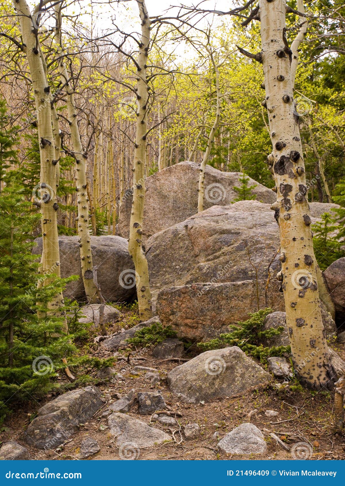 Aspen Trunks among Granite Boulder Field Stock Image - Image of ...