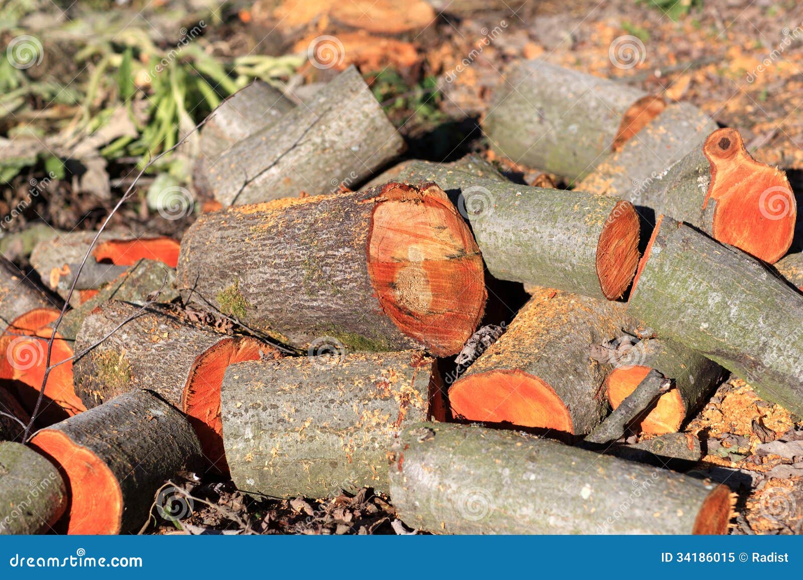 Aspen Wood Texture Royalty-Free Stock Image | CartoonDealer.com #108214708