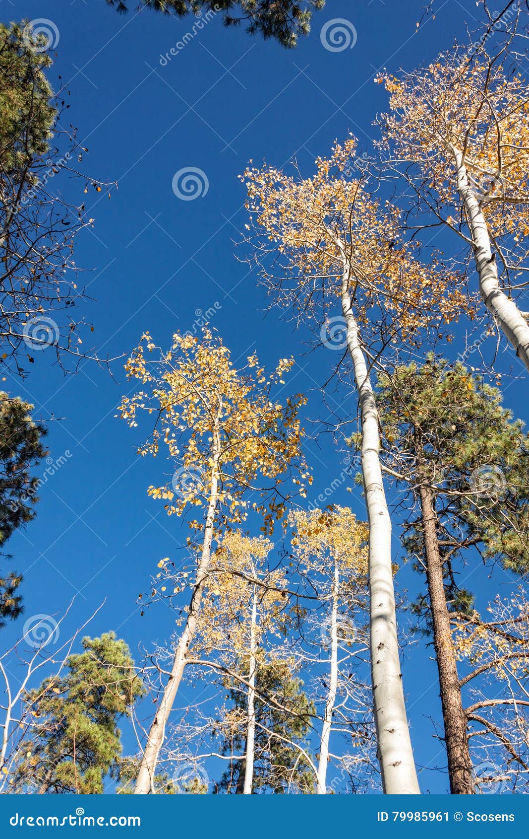 Aspens in Autumn stock image. Image of fall, nature, foliage - 79985961
