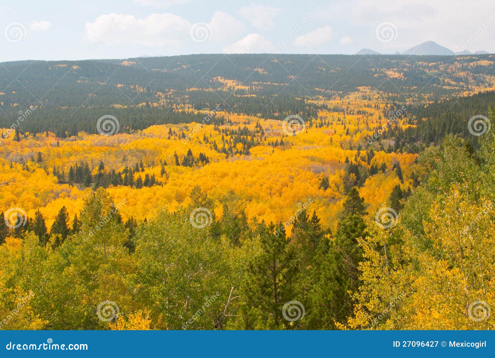 Aspens and Evergreens stock image. Image of autumn, fall - 27096427