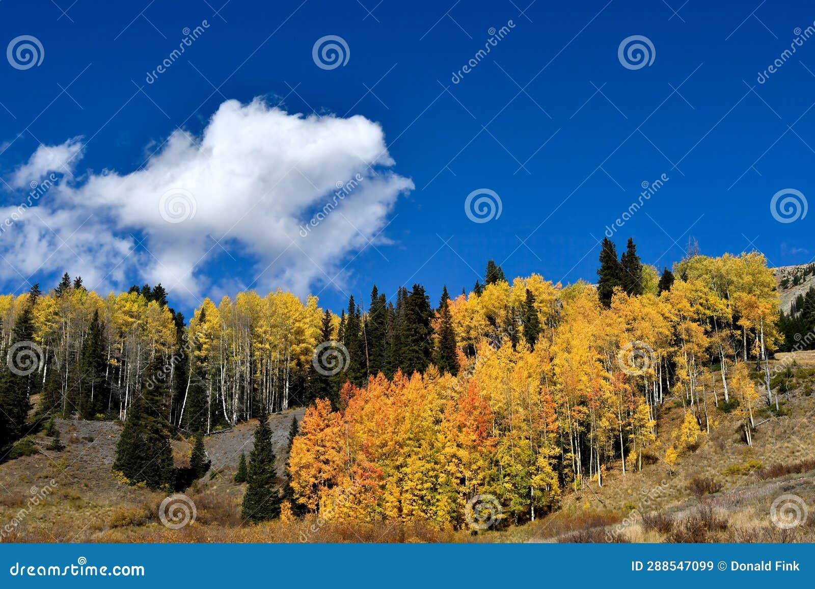 Aspens in the Fall with a Blue Sky Stock Image - Image of scenic, blue: 288547099