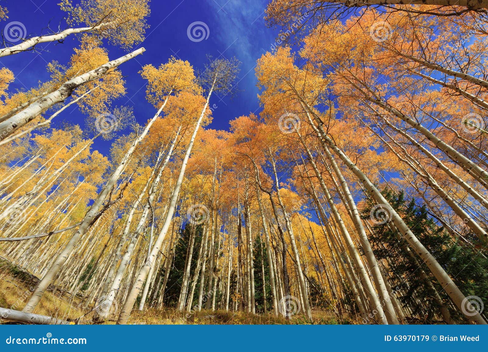 Aspens in Fall stock image. Image of scenic, aspen, mountains - 63970179