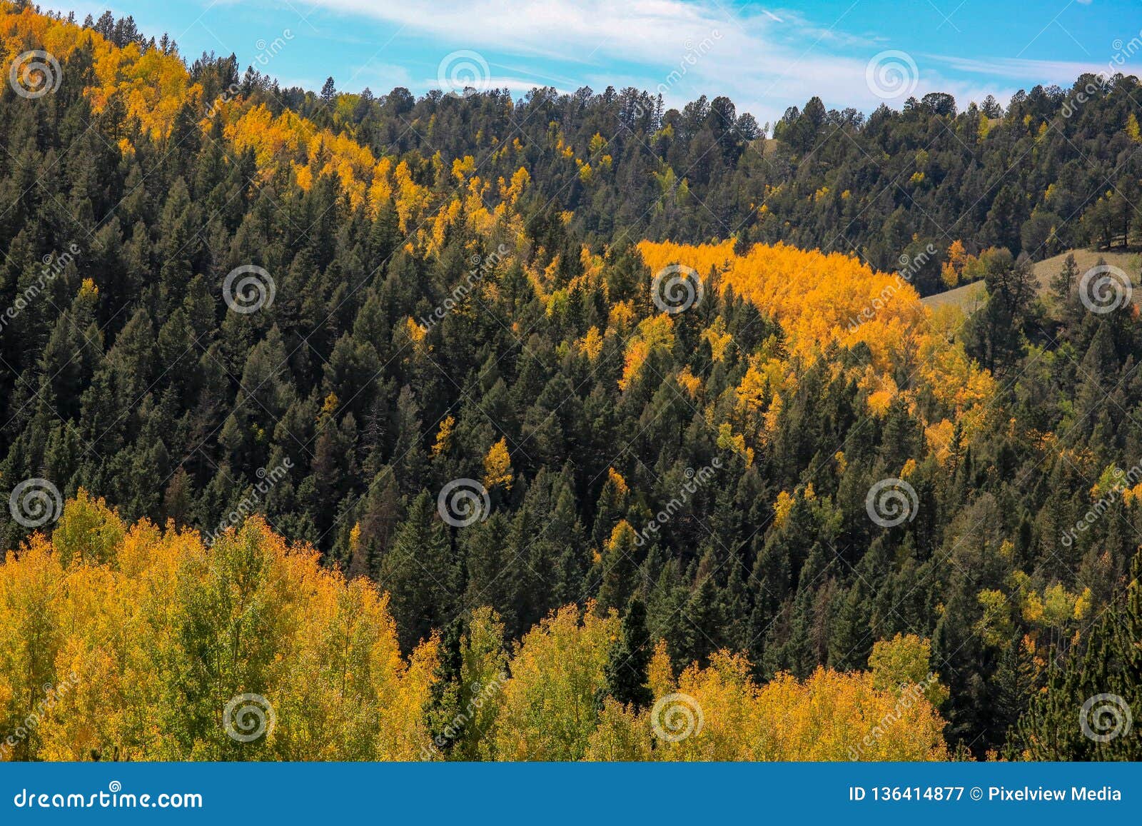 Green and Yellow Forest on the Hillside Stock Image - Image of pine ...