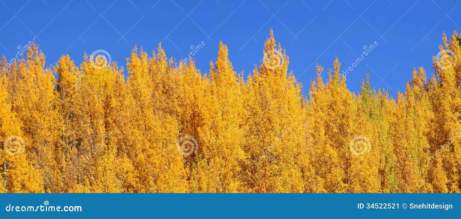 Aspens panorama stock image. Image of north, natural - 34522521