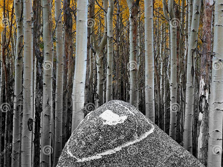 Aspens and Rock stock image. Image of leaves, color, trees - 311287