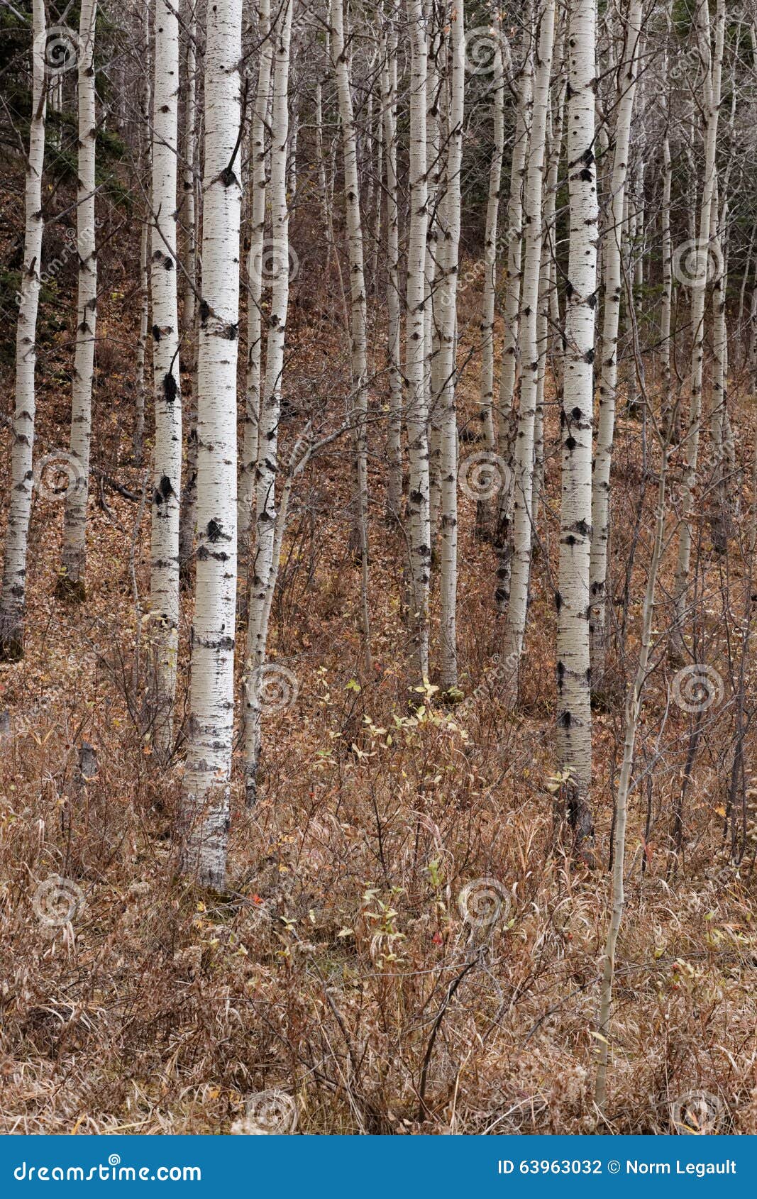 Aspens Stand Straight in Fall Forest Stock Photo - Image of deciduous ...
