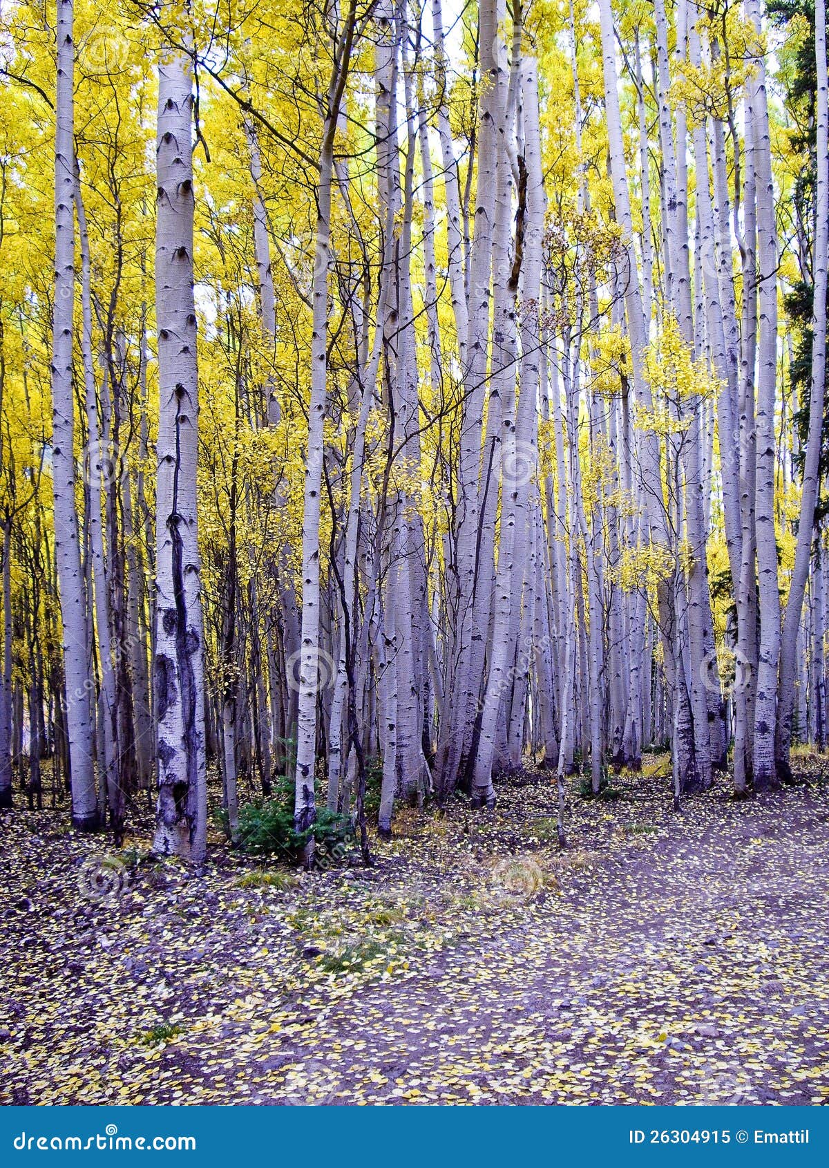 Aspens stand tall stock image. Image of famous, high - 26304915