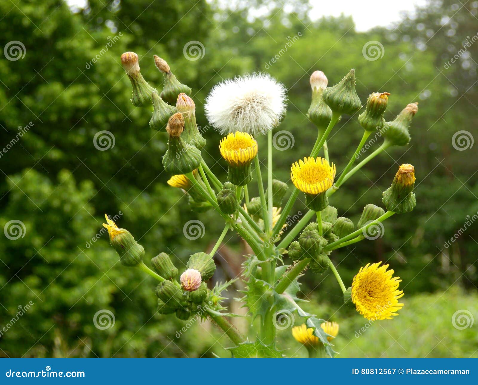 Asper del Sonchus imagen de archivo. Imagen de brote - 80812567