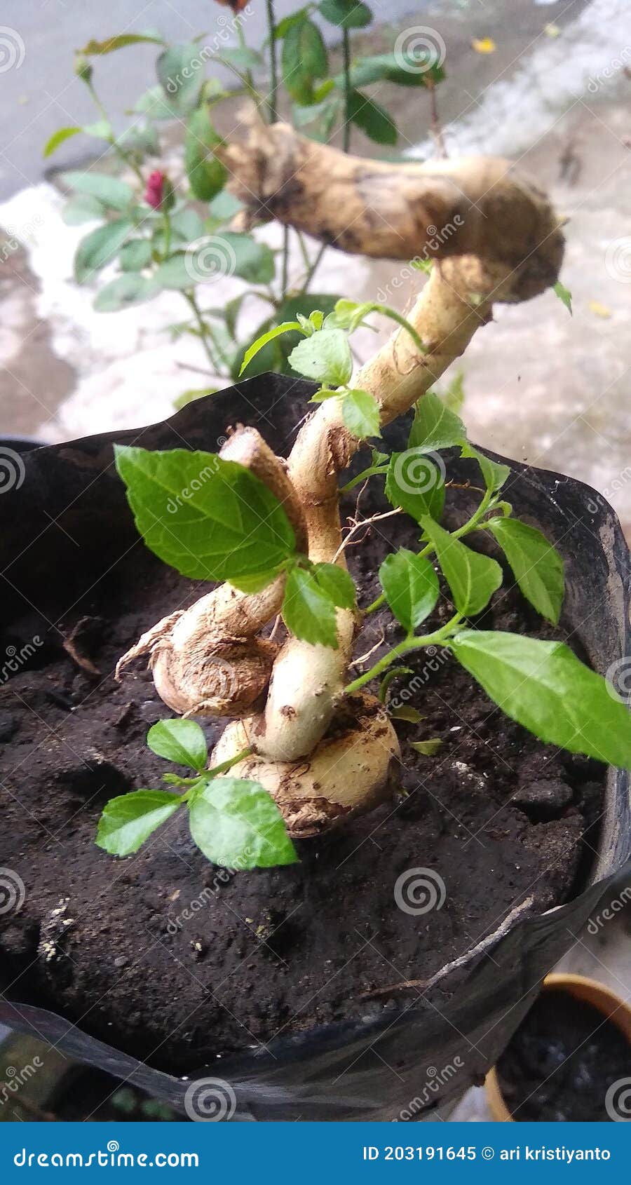 Asper tree for bonsai stock image. Image of streblus - 203191645