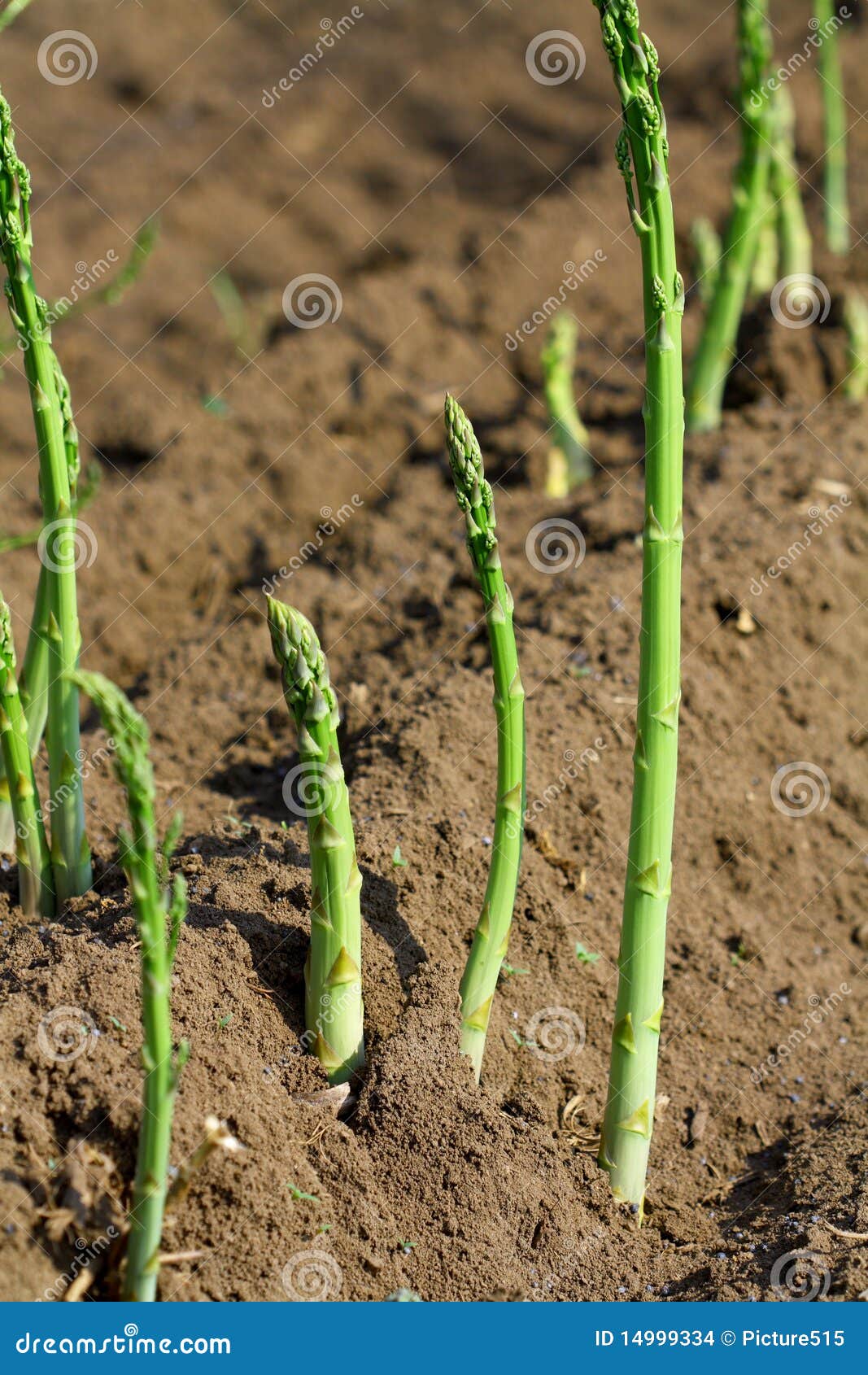 Asperge verte sur la zone photo stock. Image du croissance - 14999334