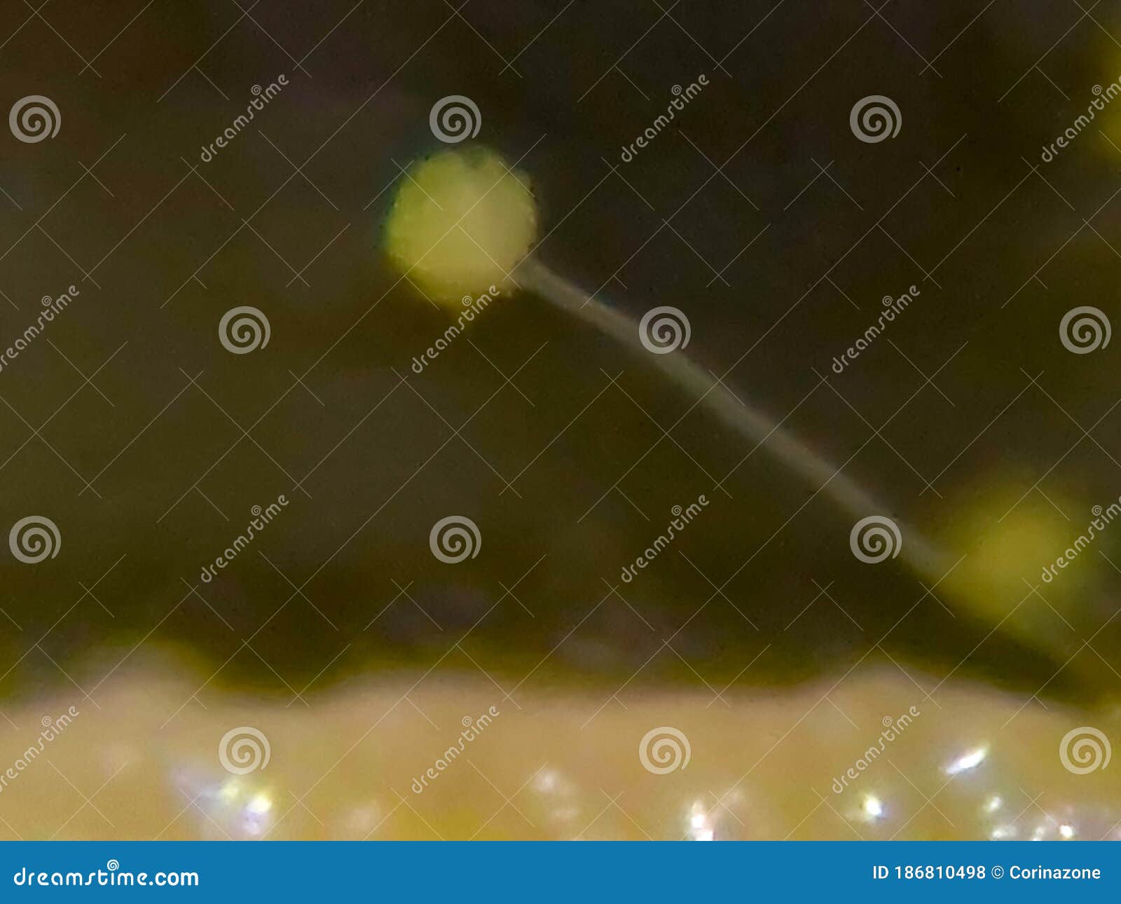 Aspergillus flavus conidia stock photo. Image of microscopy - 186810498