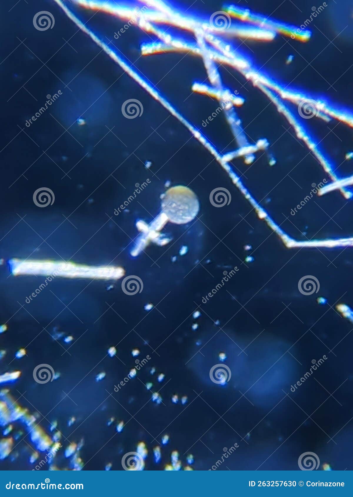 Aspergillus Genus Mold Under the Microscope Stock Photo - Image of ...