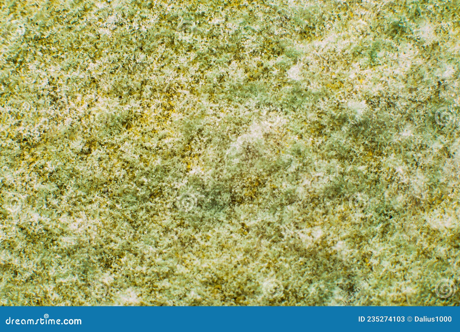 Aspergillus in the Growth Stage. Asexual State Stock Image - Image of ...