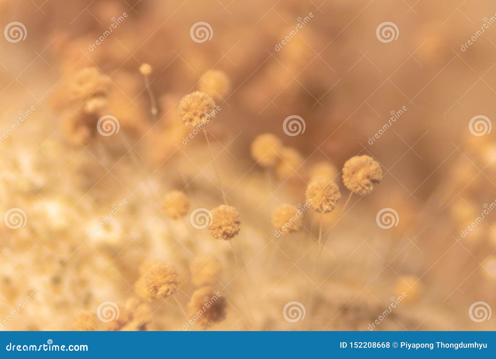 Aspergillus Mold for Microbiology. Stock Photo - Image of agar, laboratorynn: 152208668