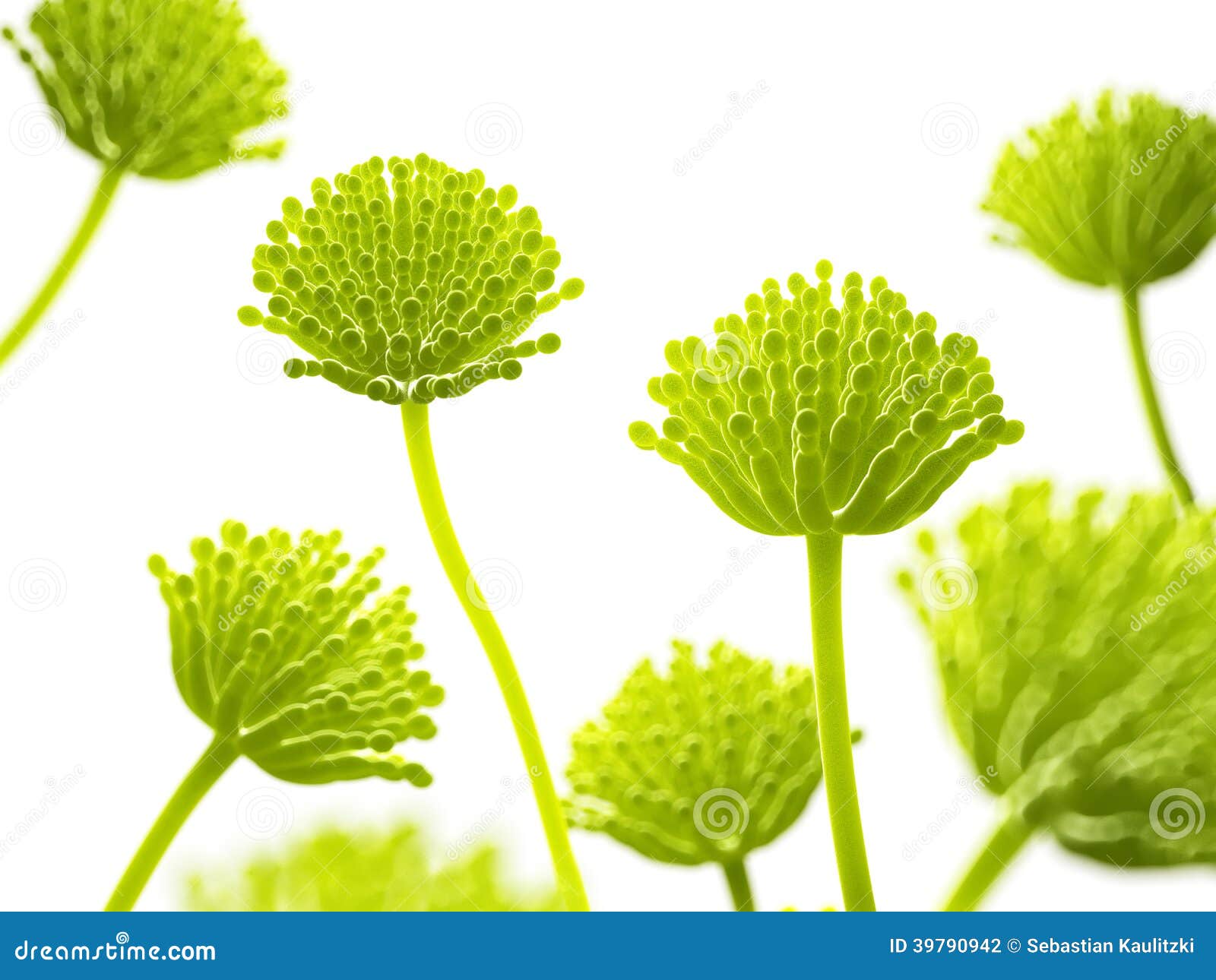 Aspergillus Mold Vector Illustration Isolated On White Background ...