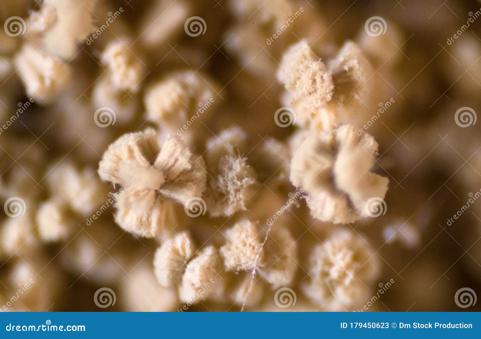 Aspergillus Under Microscope Stock Image - Image of microorganisms ...