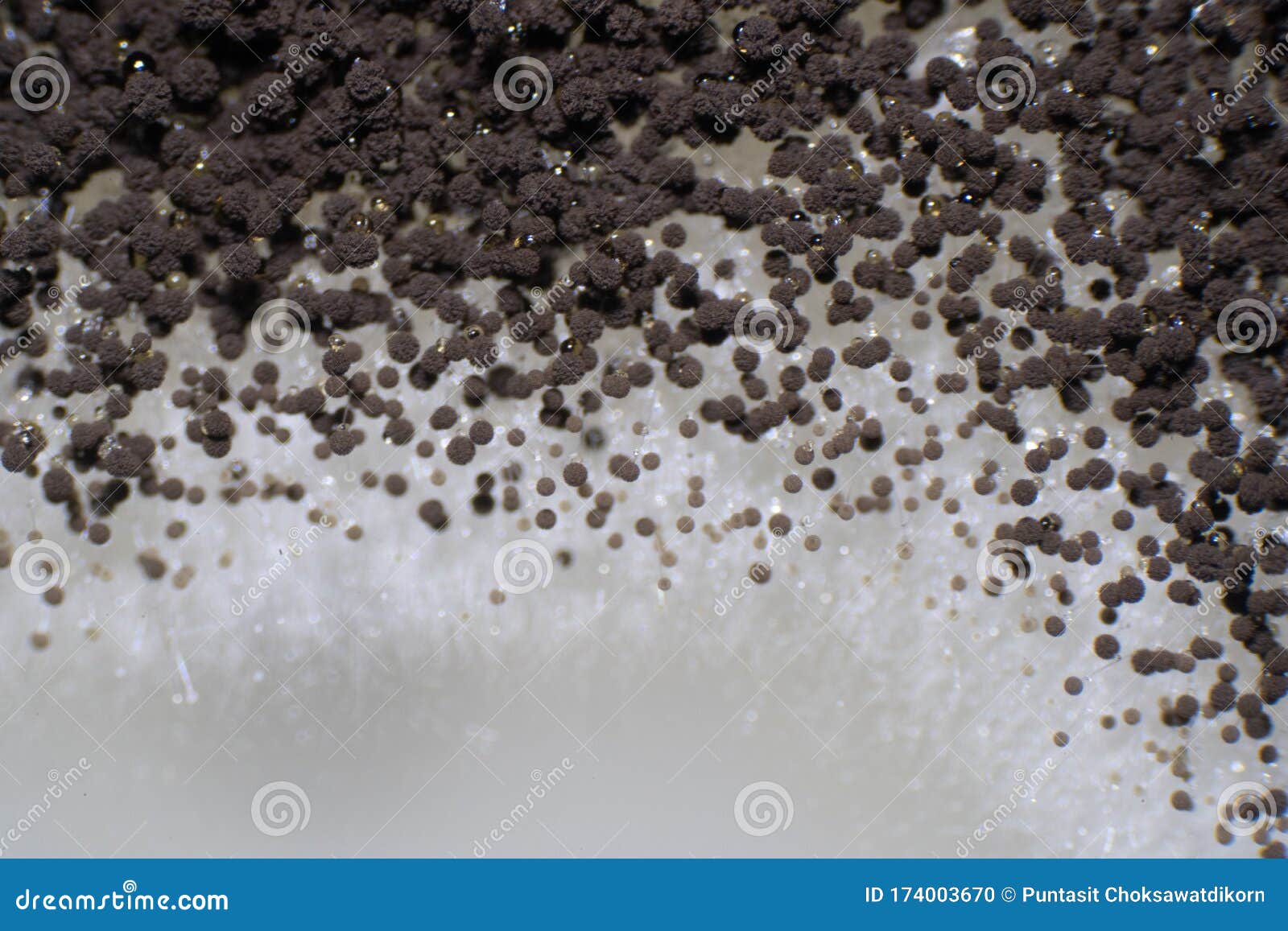 Aspergillus Mold Under Microscopic View for Education Stock Photo ...