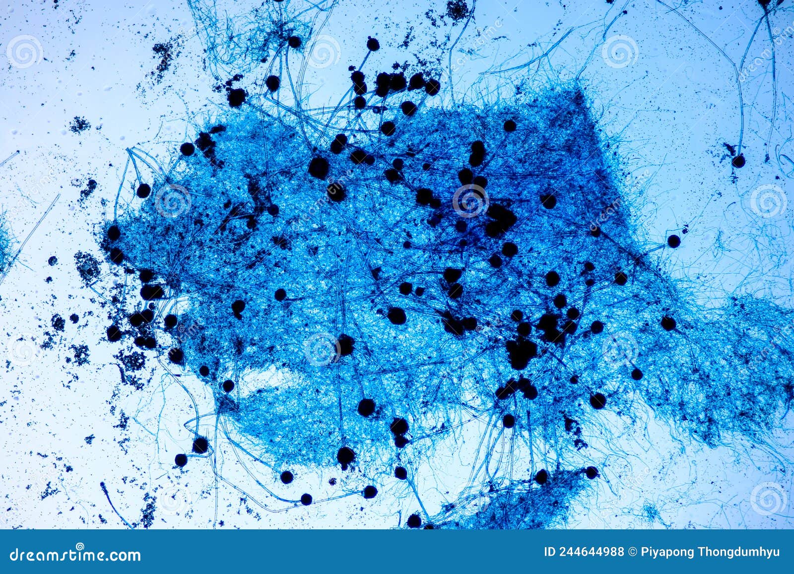 Aspergillus Oryzae Microscope