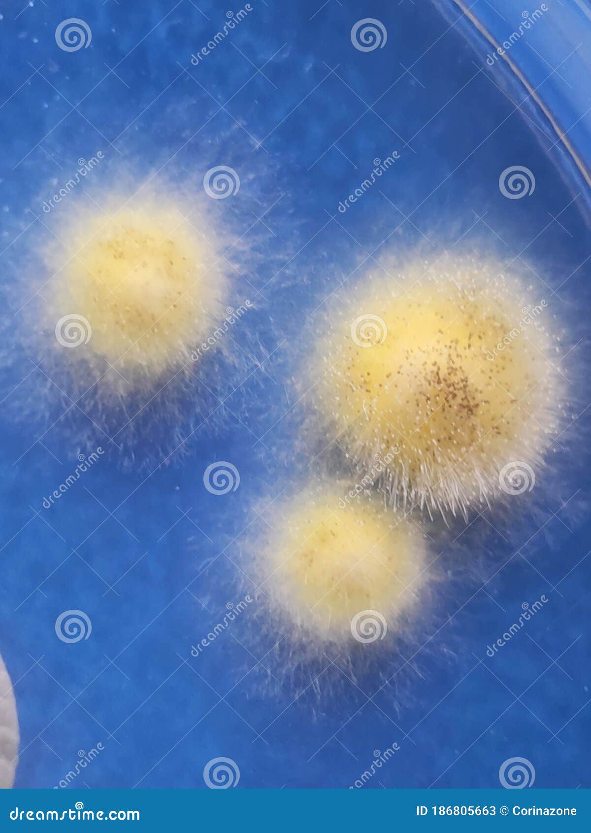 Aspergillus Niger Fungus And Bacillus Bacteria Growing On Sabouraud ...